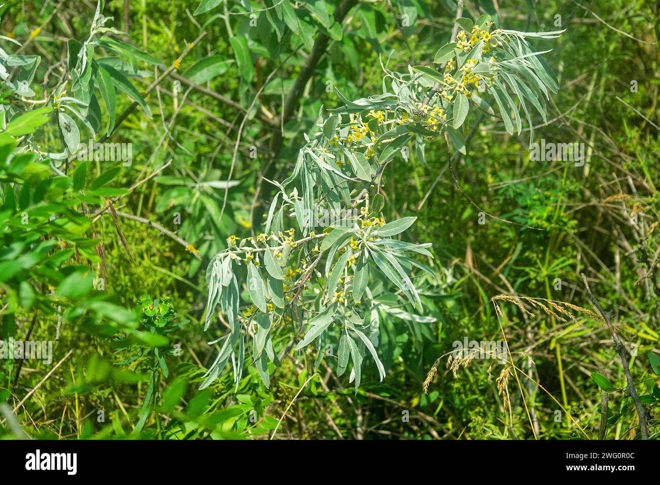 A blooming Russian olive (Elaeagnus angustifolia) tree in a forest ...