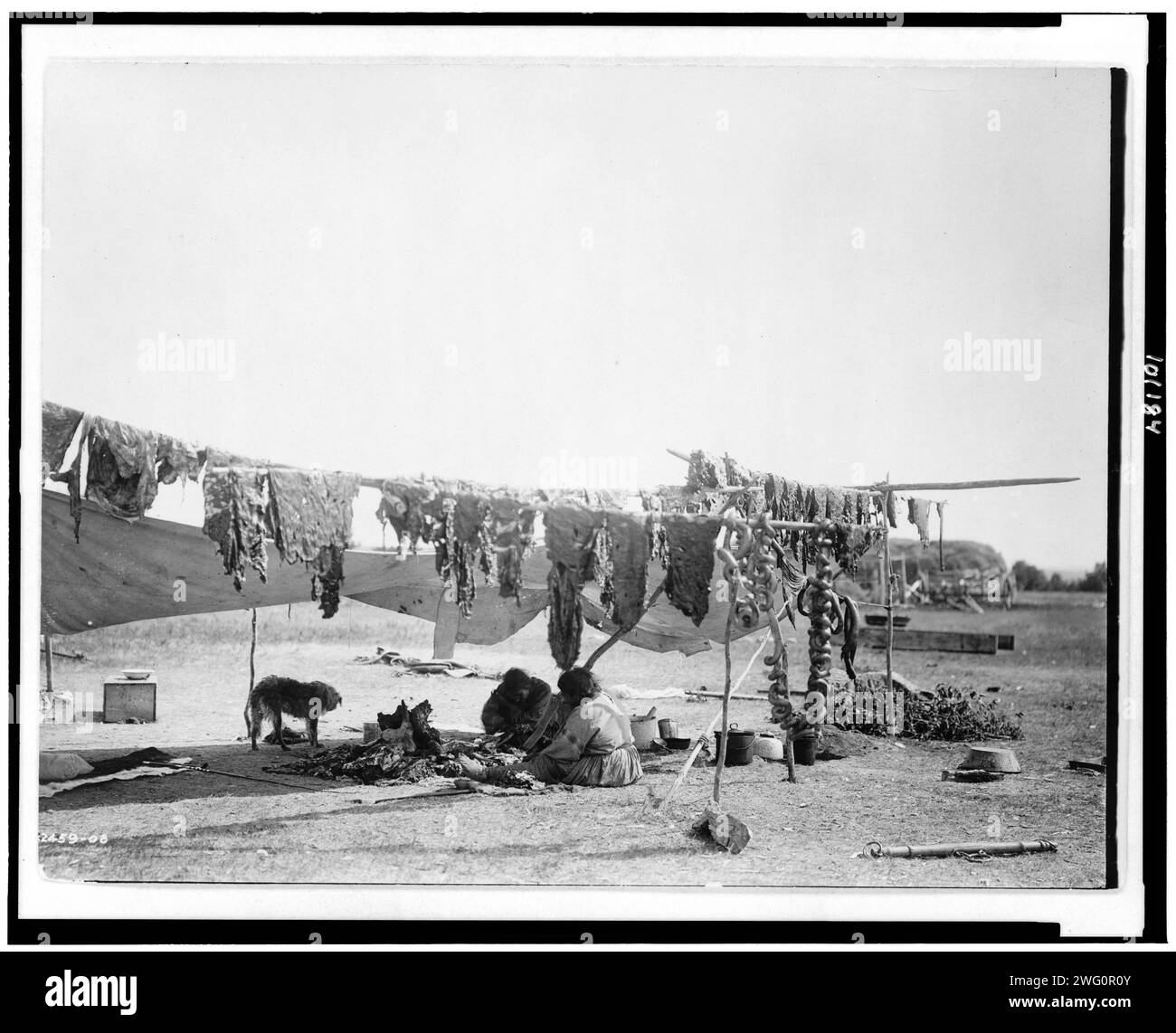 In camp, 1908, c1908. Two Dakota Sioux Indians cutting meat and drying ...