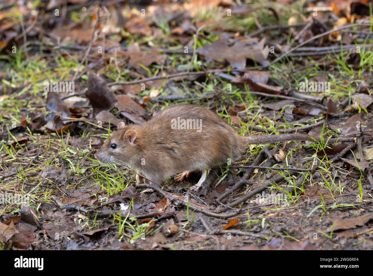 Normally nocturnal, the Brown rat is often seen during the day where ...