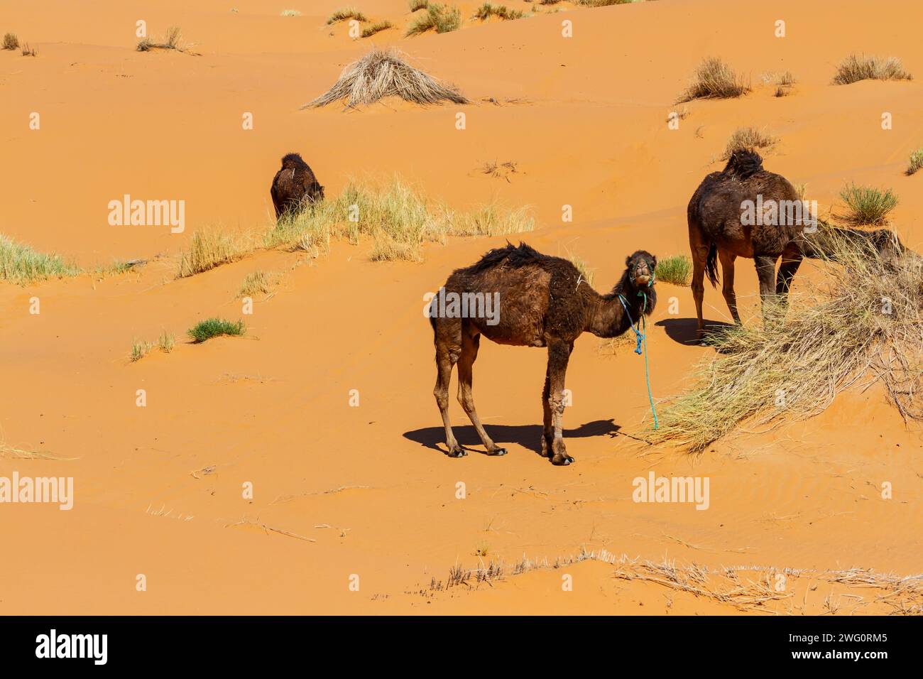 Camels, Dromedaries (Camelus dromedarius ) in the sandy desert. Erg ...