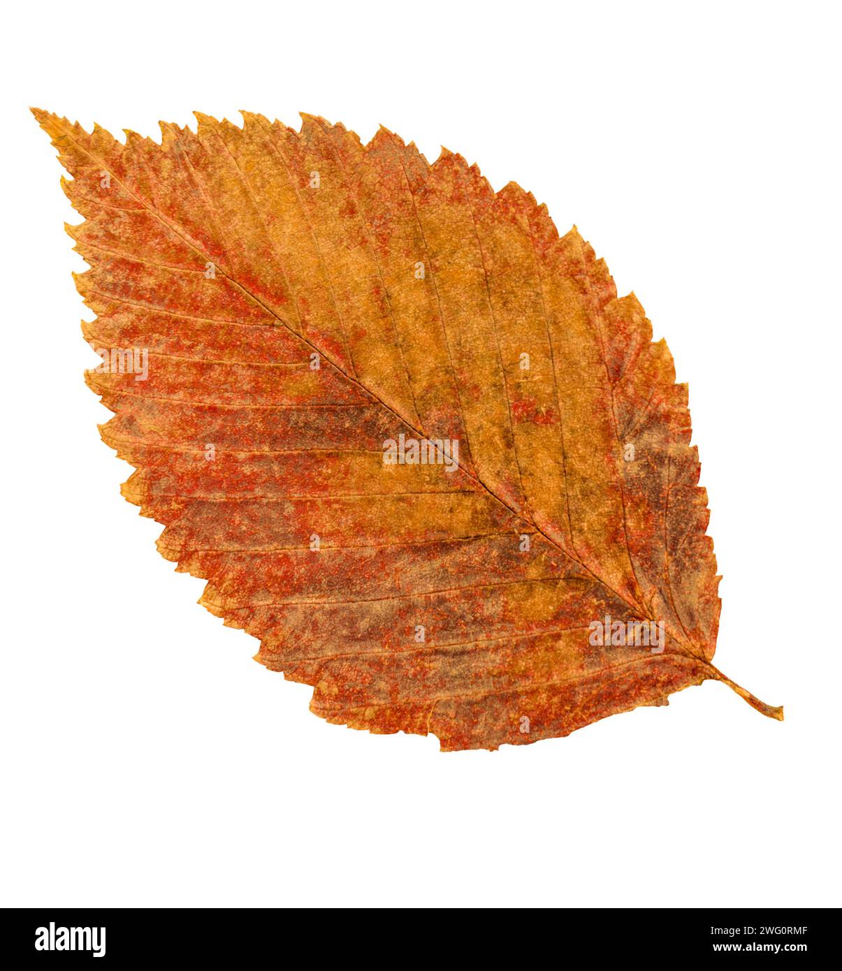 Dried alder leaf isolated on white background Stock Photo - Alamy