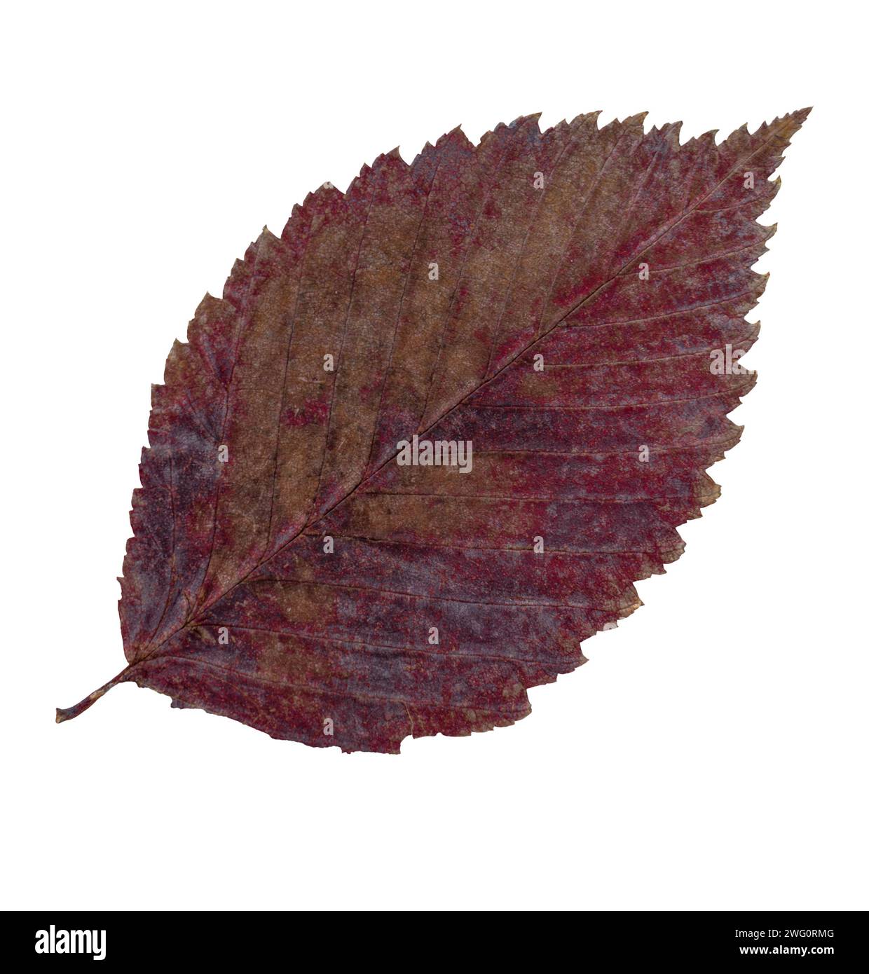 Dried alder leaf isolated on white background Stock Photo - Alamy