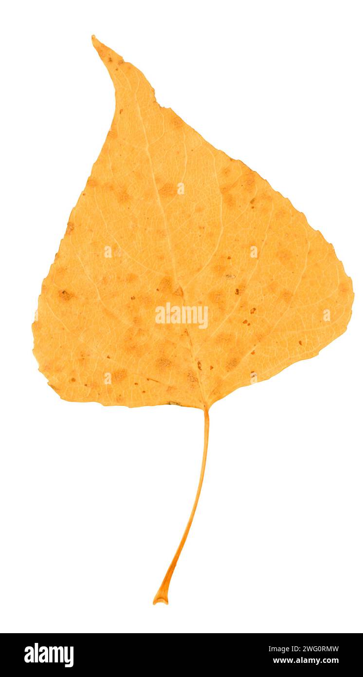 Dried yellow tree leaf isolated on white background Stock Photo - Alamy