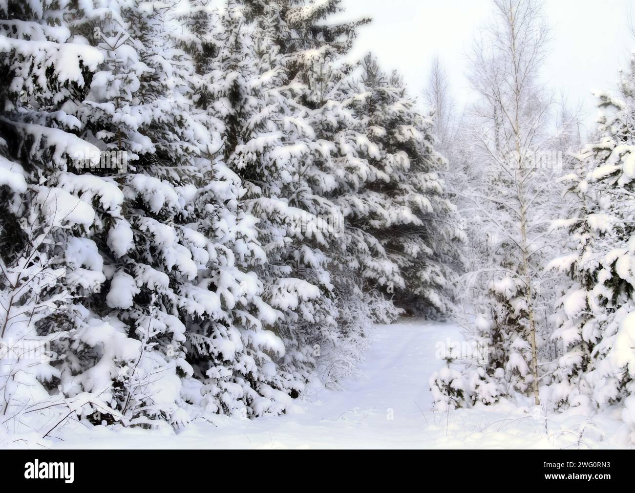 A snowy path winds through a frost-covered pine forest, trees ...