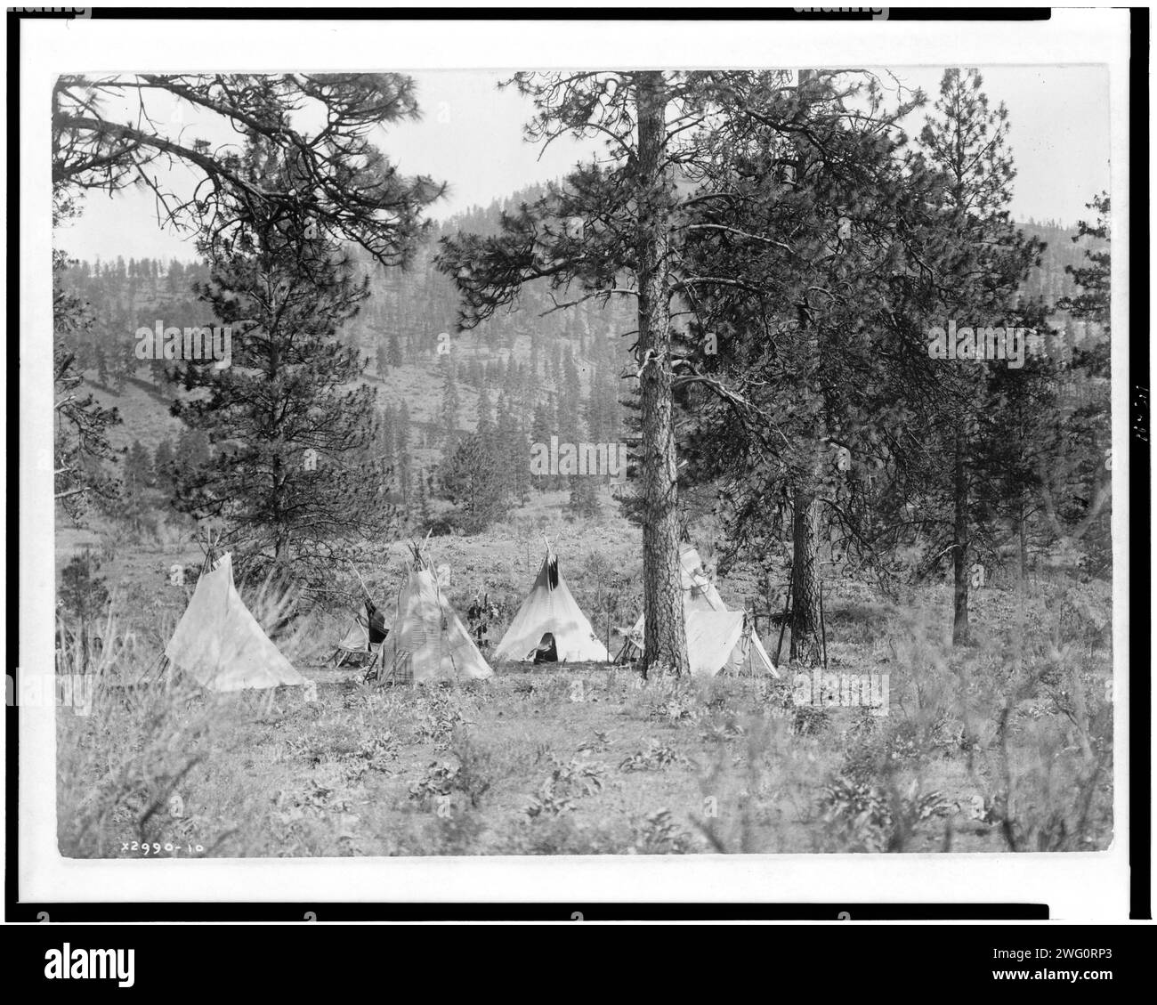 Spokan camp, c1910. Five tipis and a tent in clearing among pine trees ...