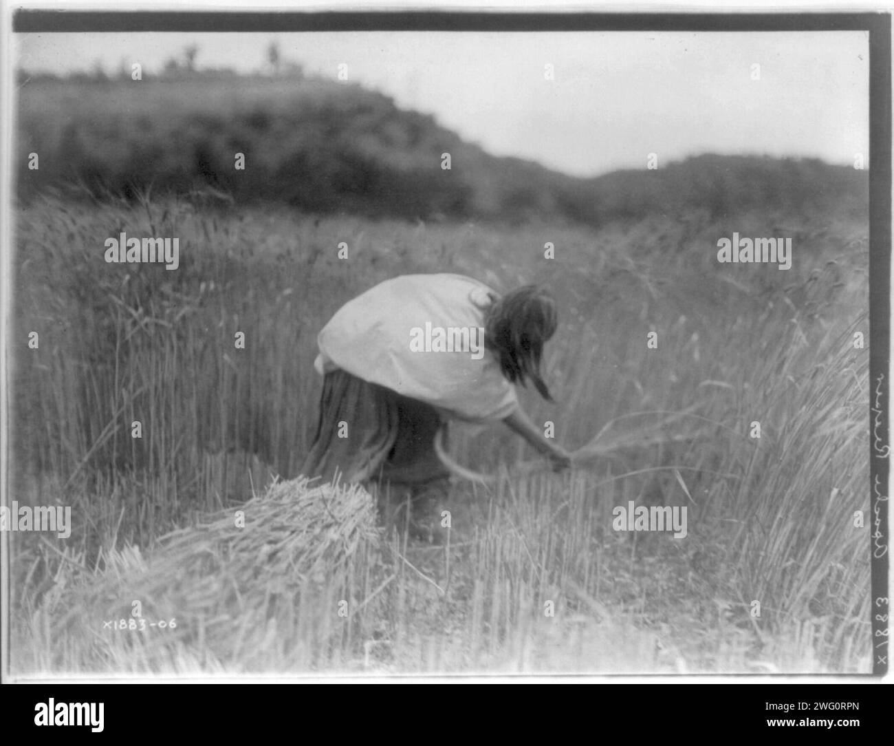 The Apache Reaper [gathering wheat], c1906. Apache woman harvesting ...