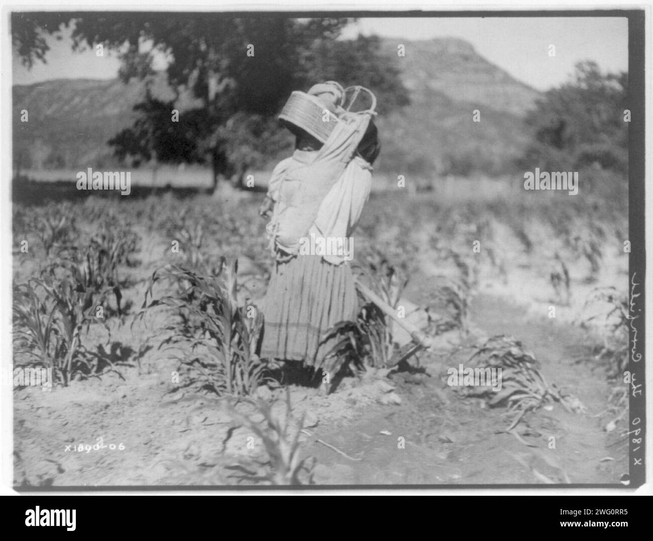 Indian corn location Black and White Stock Photos & Images - Alamy