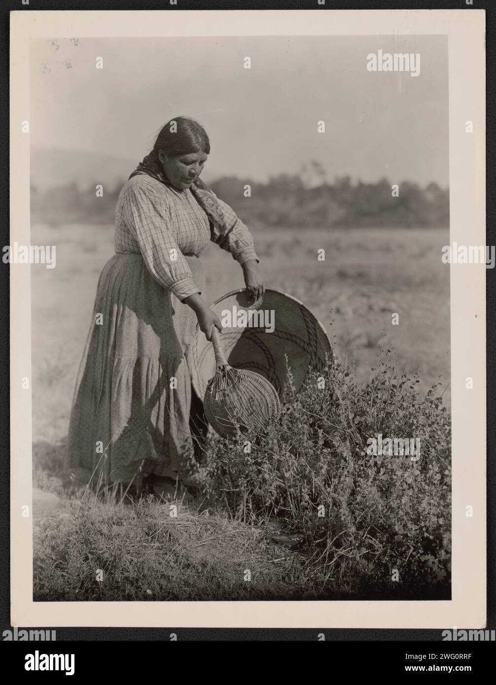 Gathering Seeds-Coast Pomo, c1924. Cecilia Joaquin, Pomo woman, full ...