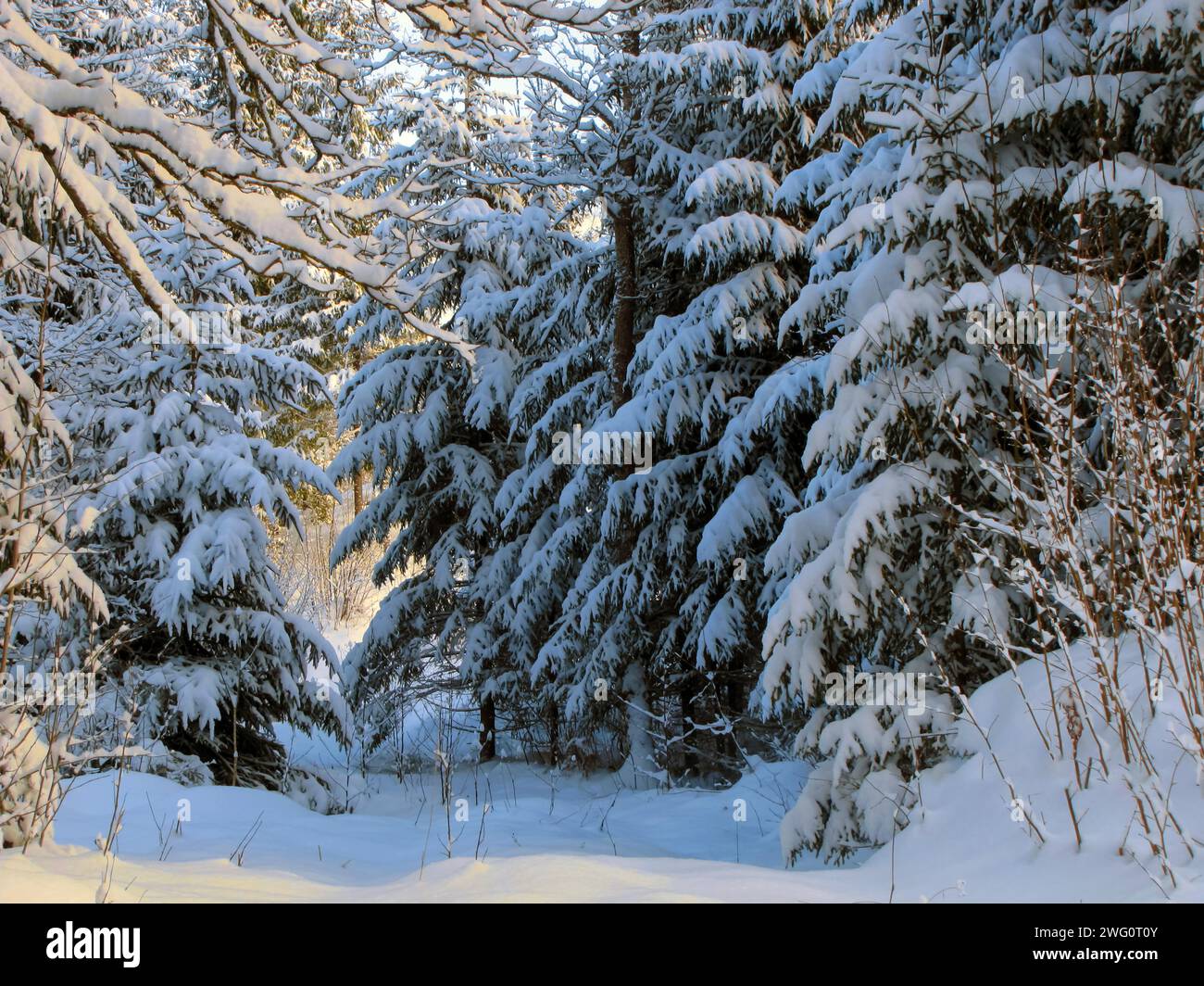 Trees covered in sparkling snow glisten in the sunlight Stock Photo - Alamy