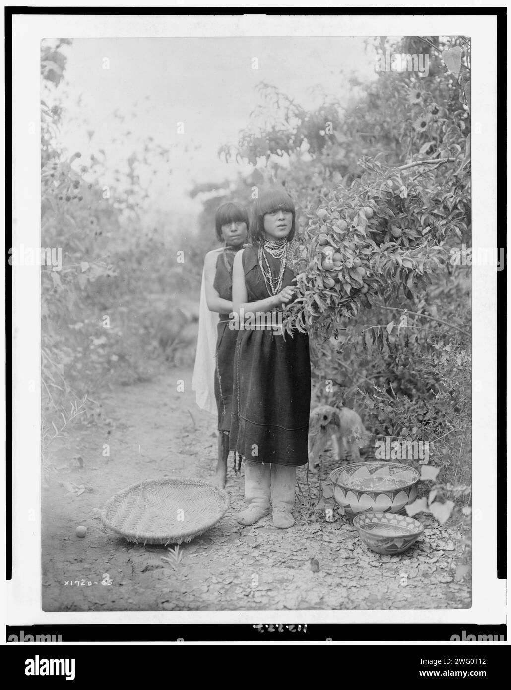 The fruit gatherers, c1905. Two Tewa girls picking fruit with basket ...