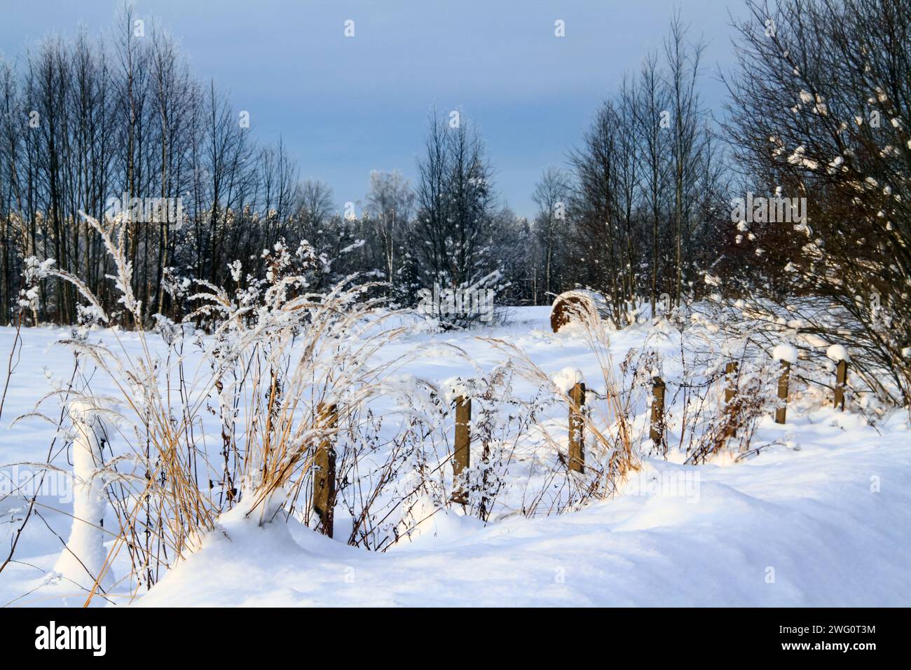 Frozen grass field winter cold temperature hi-res stock photography and ...