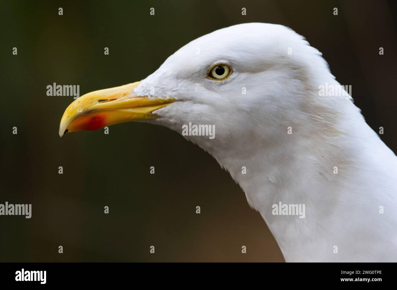 The Herring Gull is one of the larger members of the Gull family. Their ...