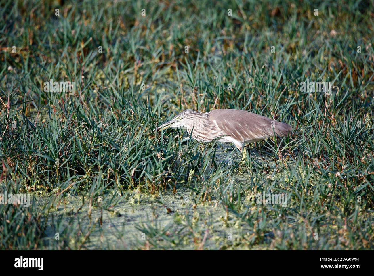 Indian pond herons nest hi-res stock photography and images - Alamy