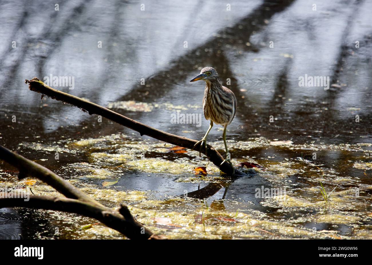 Indian pond herons nest hi-res stock photography and images - Alamy