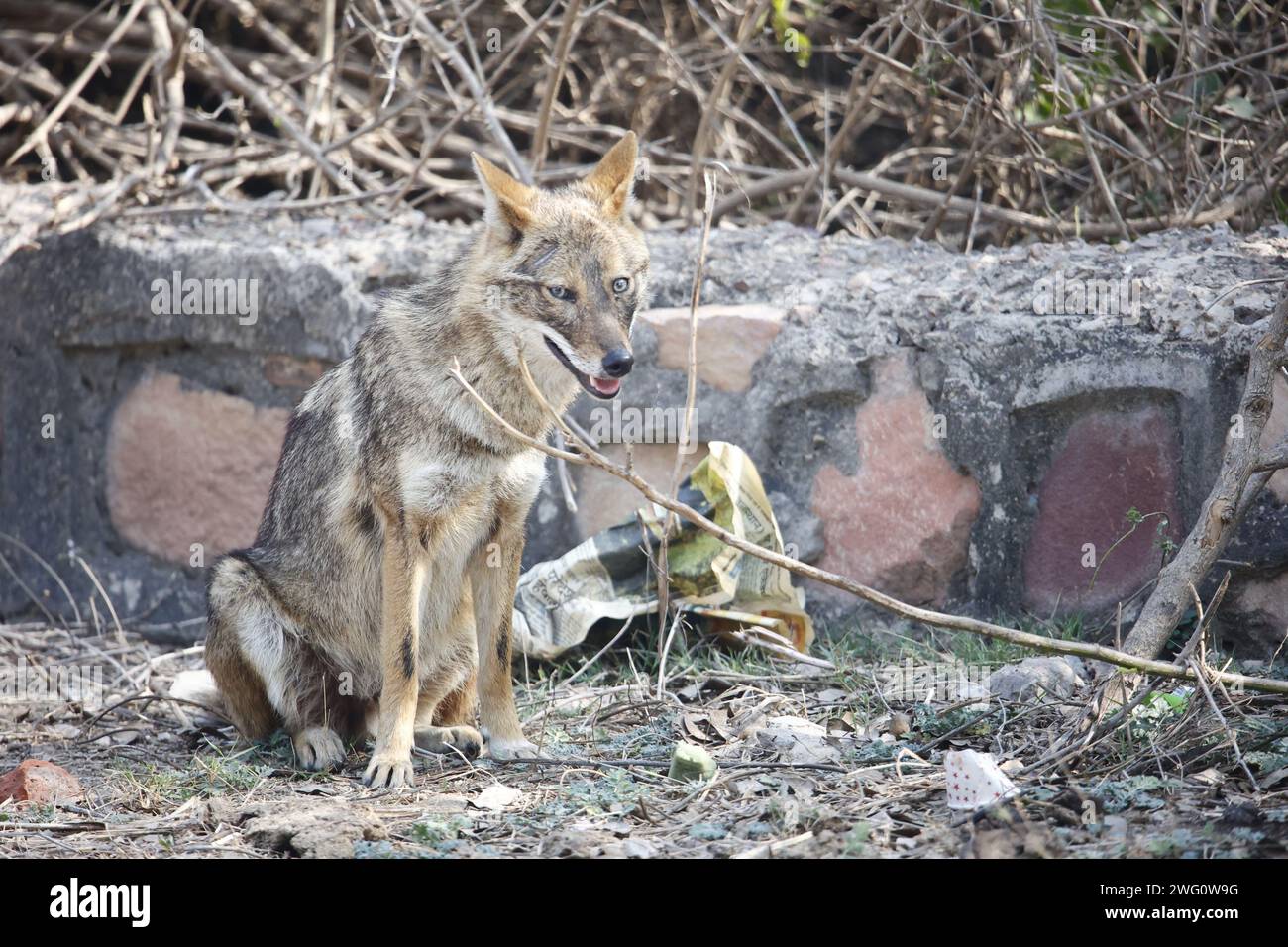 Jackal picture hi-res stock photography and images - Alamy