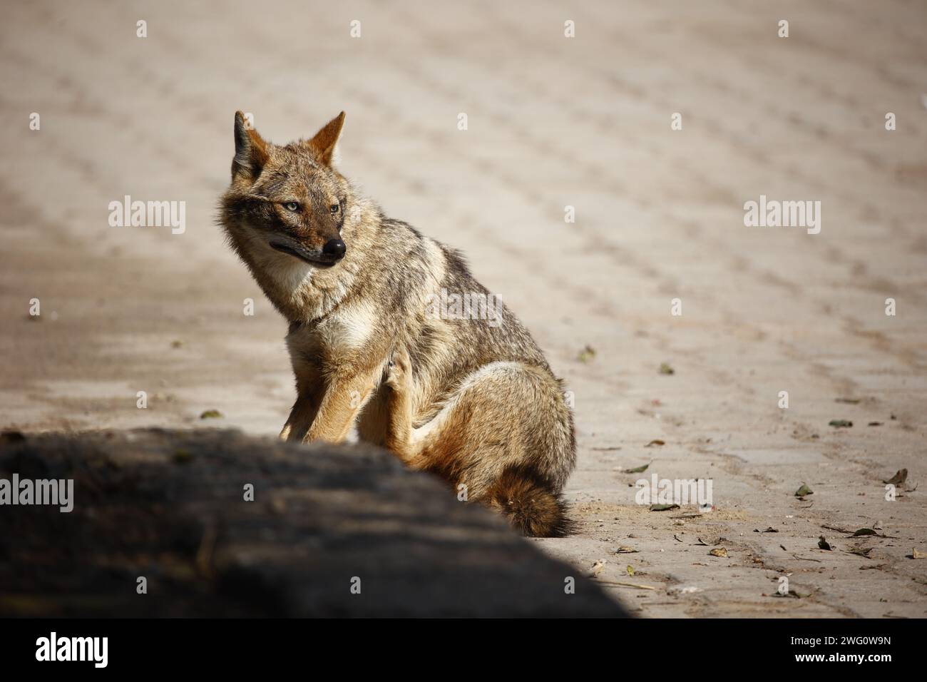 Golden jackal pictures hi-res stock photography and images - Alamy