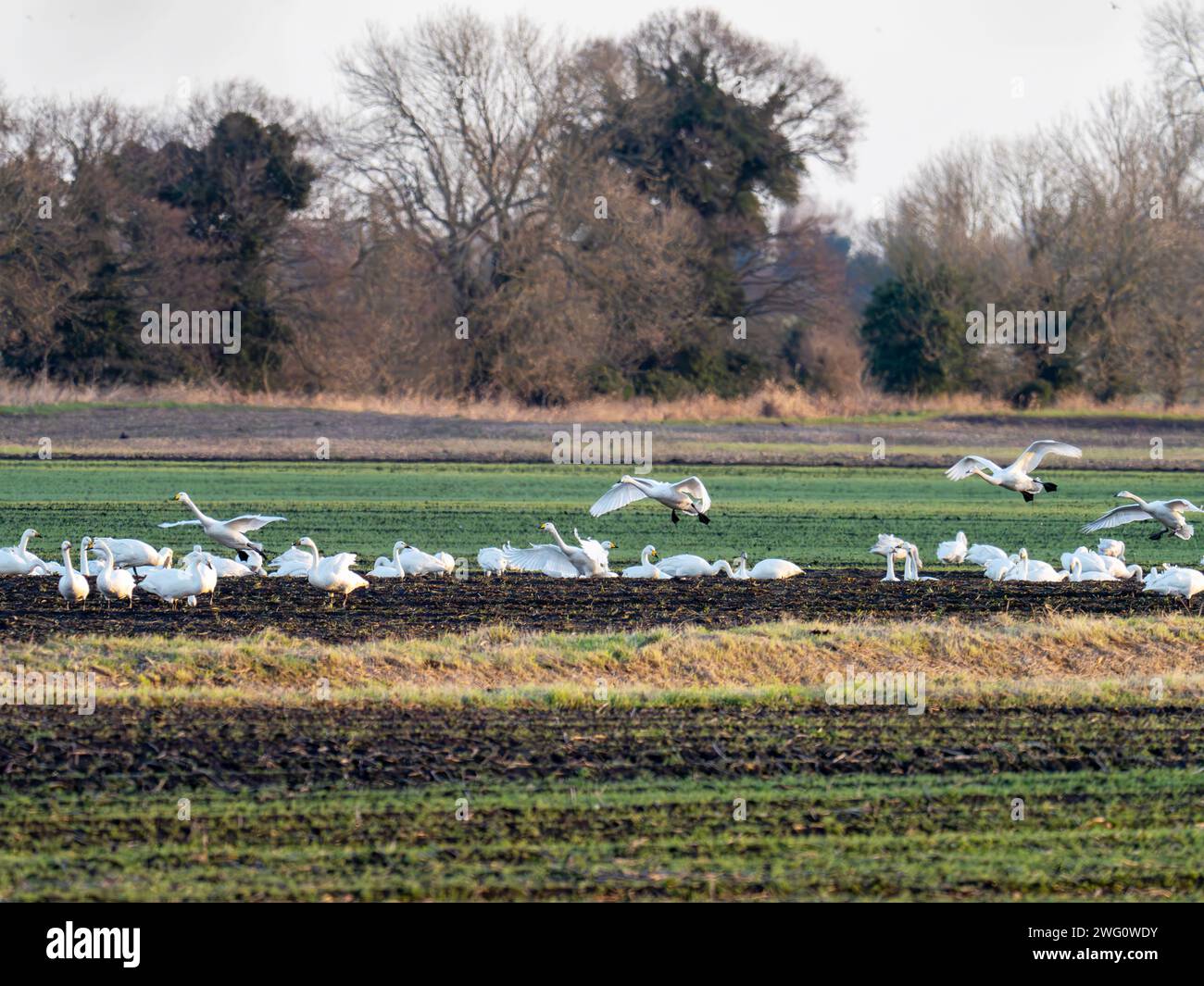 Whooper Swan; Cygnus cygnus and Bewick Swan, Cygnus columbianus ...