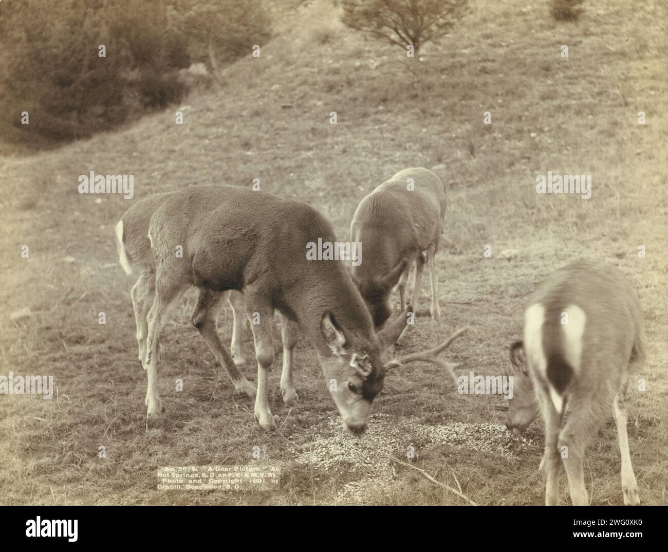 A Dear Picture At Hot Springs, SD, on FE & MV Ry, 1891. Four deer ...