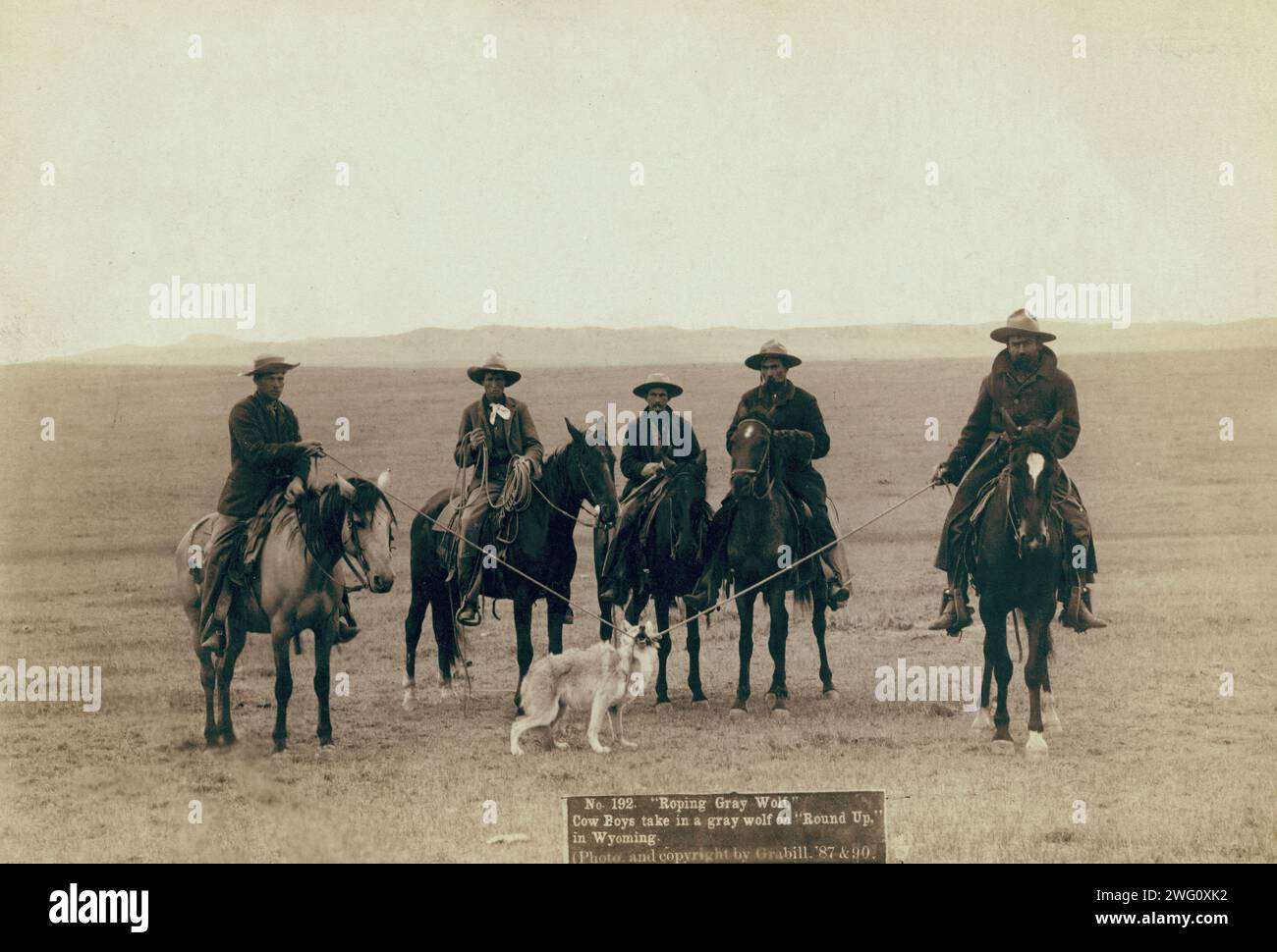 Roping gray wolf, Cowboys take in a gray wolf on "Round up," in Wyoming ...