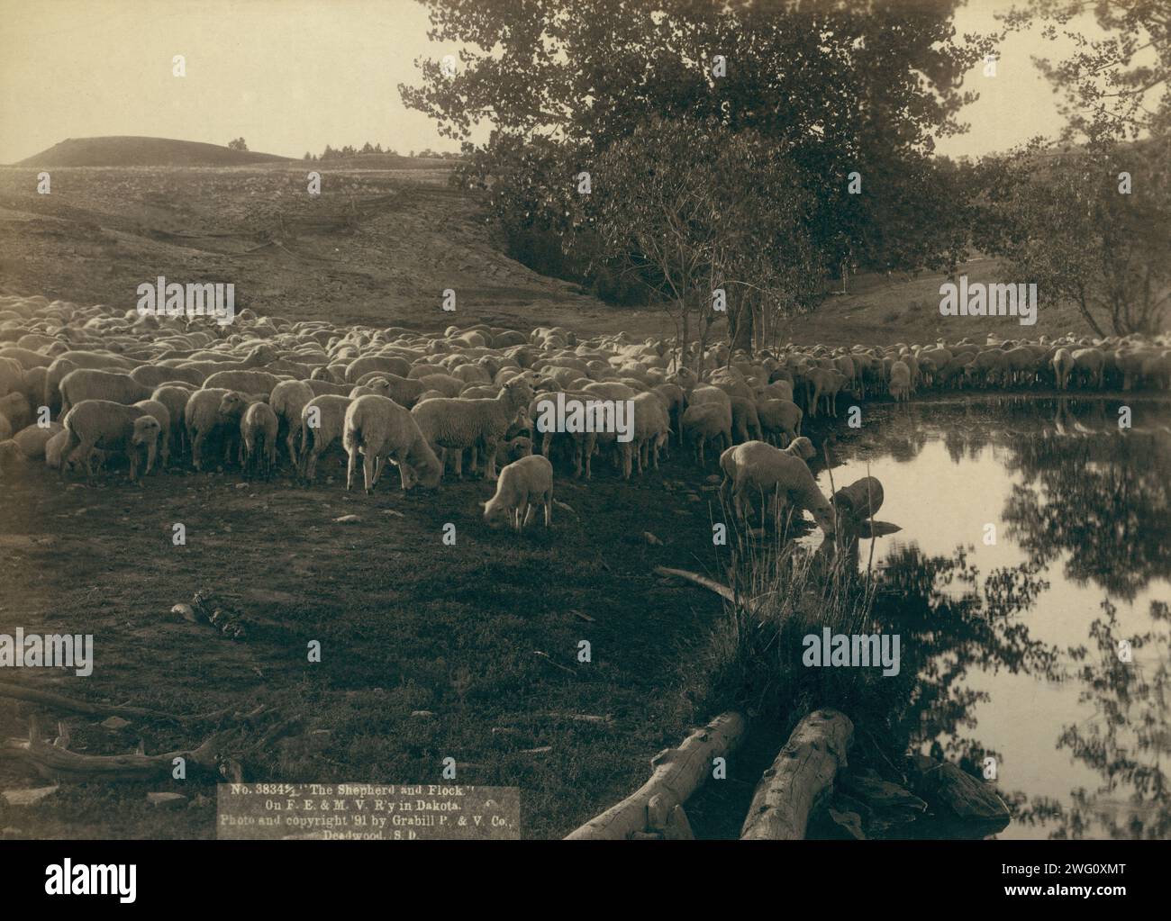 The shepherd and flock On FE & MV R'y in Dakota, 1891. Flock of sheep ...