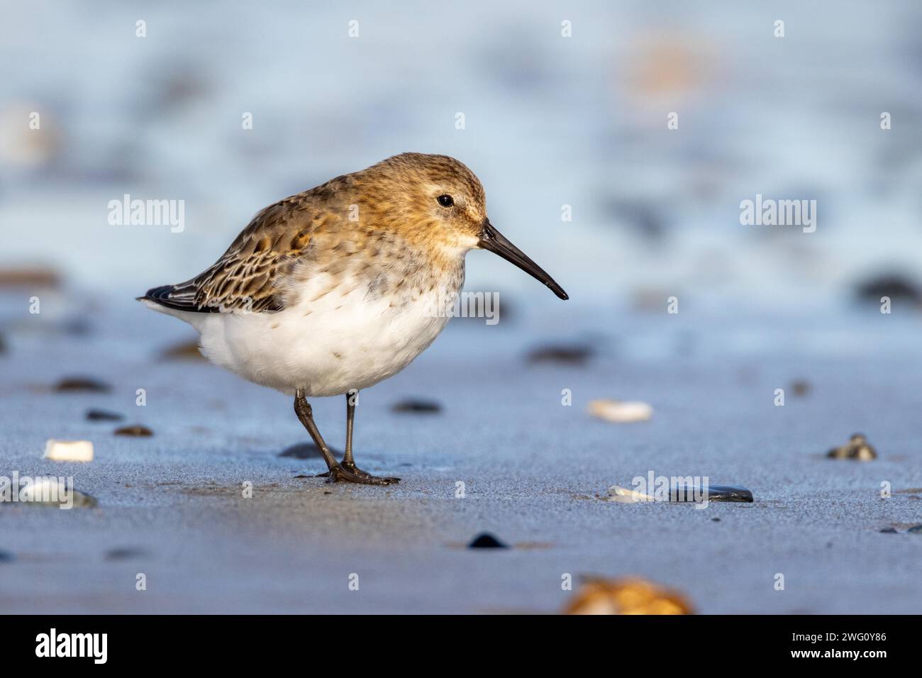 Dunlin wild bird hi-res stock photography and images - Alamy