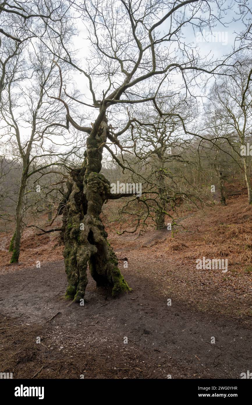 Ent lord of the rings hi-res stock photography and images - Alamy