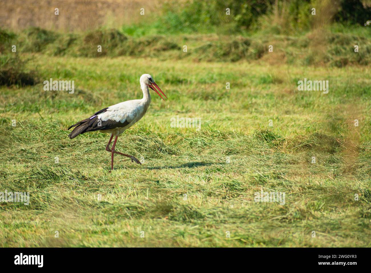 White stork walking hi-res stock photography and images - Alamy