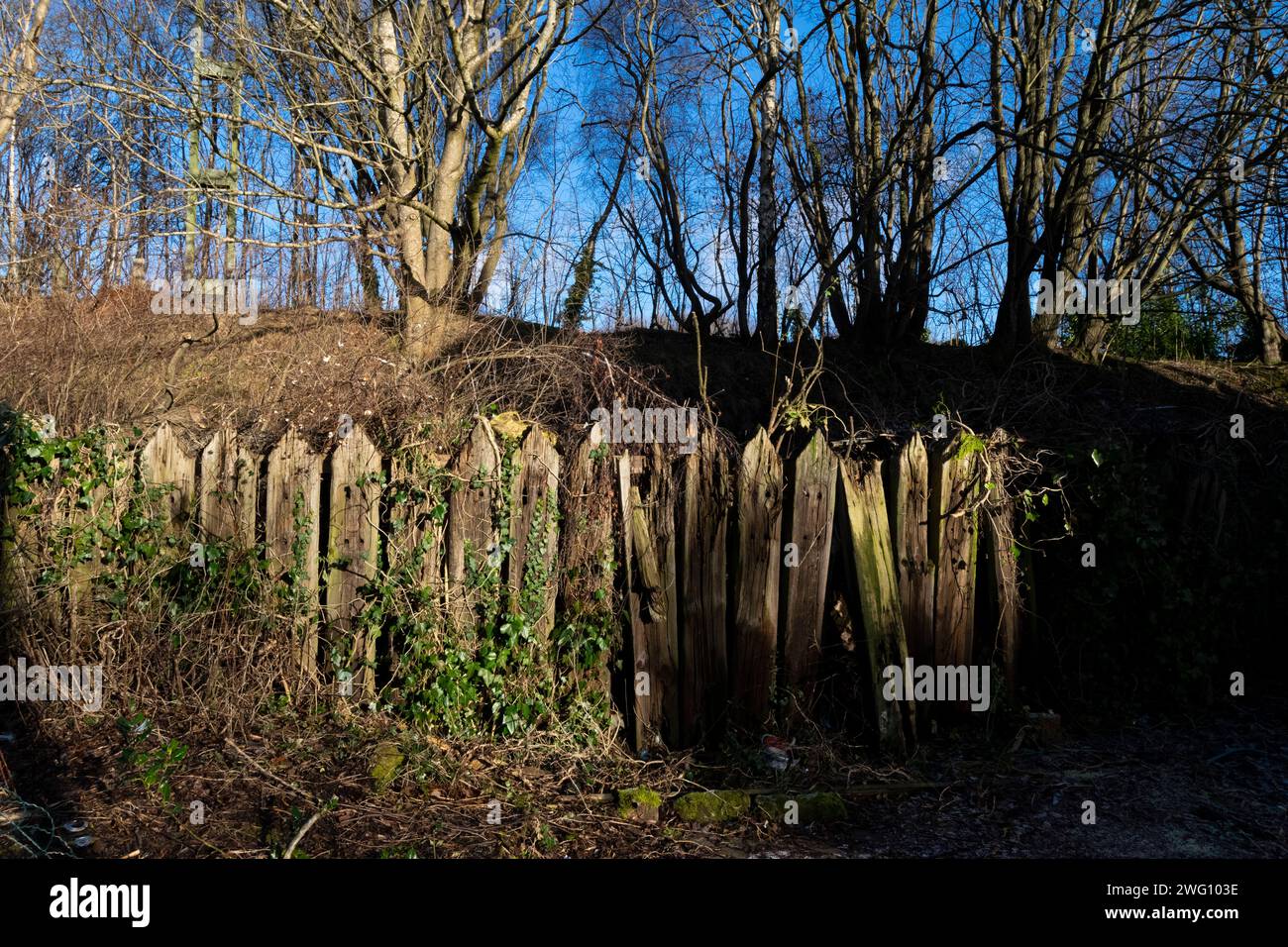 Suburban landscape with old, overgrown, picket wooden fence with trees ...