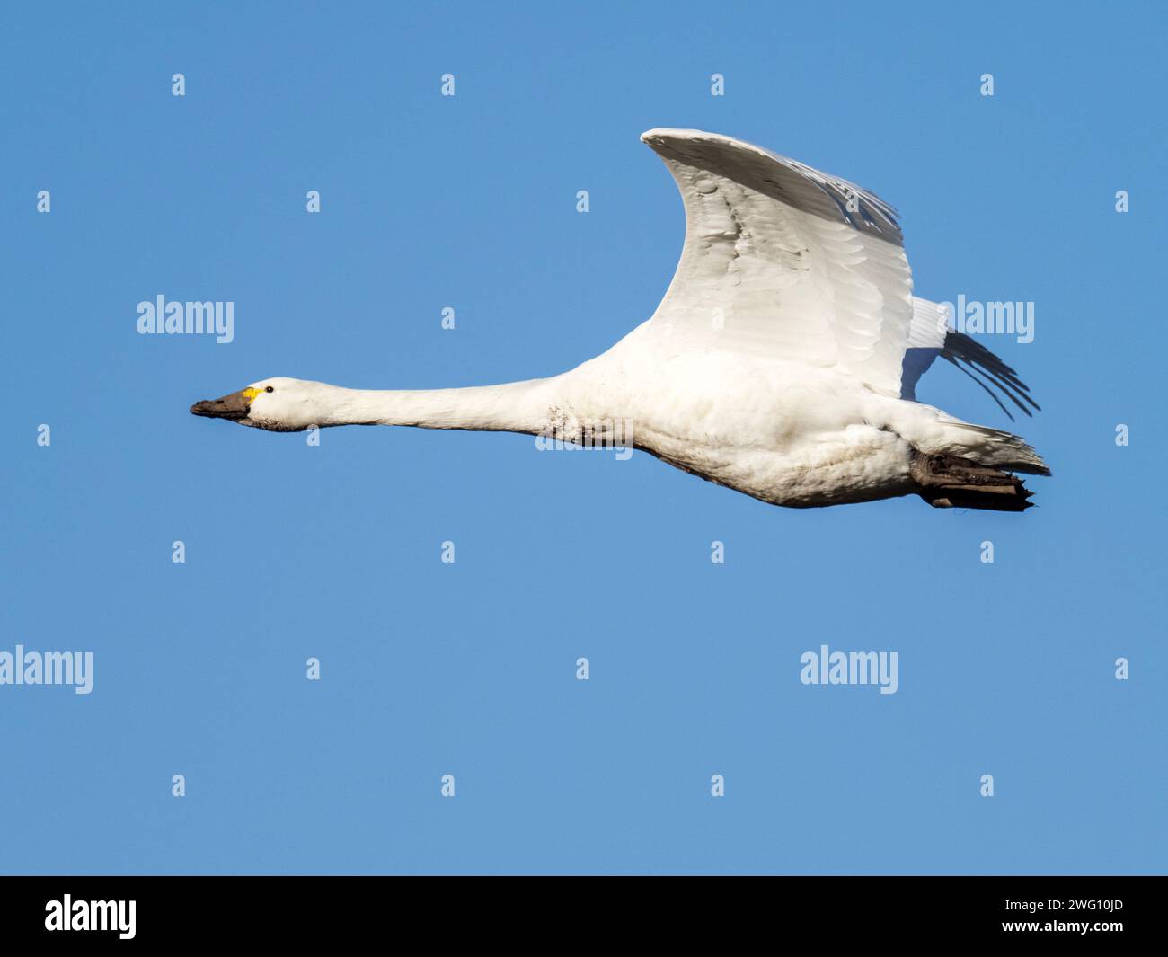 Whooper Swan; Cygnus cygnus flying over farmland by the Nene Washes ...