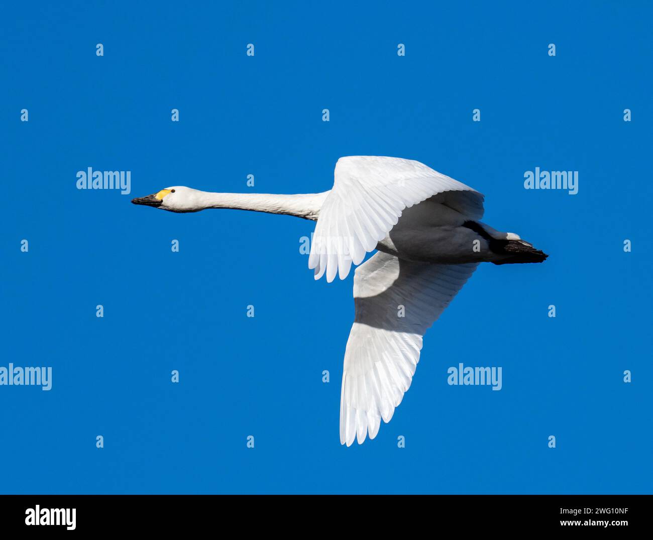 Bewick Swan; Cygnus columbianus bewickii flying over farmland by the ...