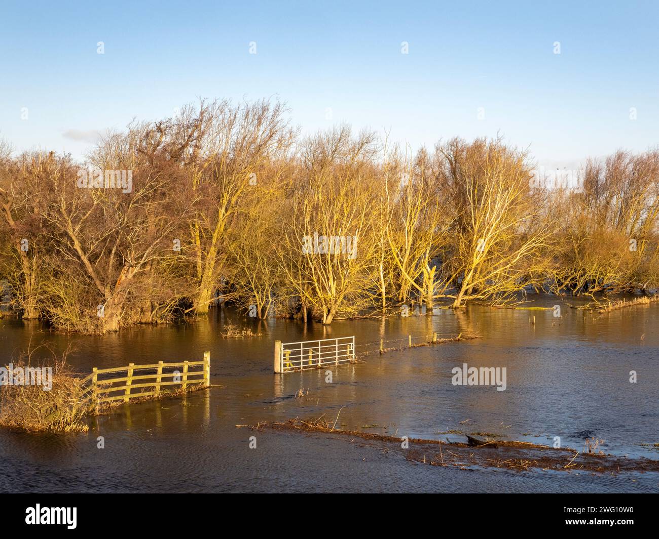 Flooded woodland on the Nene Washes in Cambridgeshire, UK Stock Photo ...
