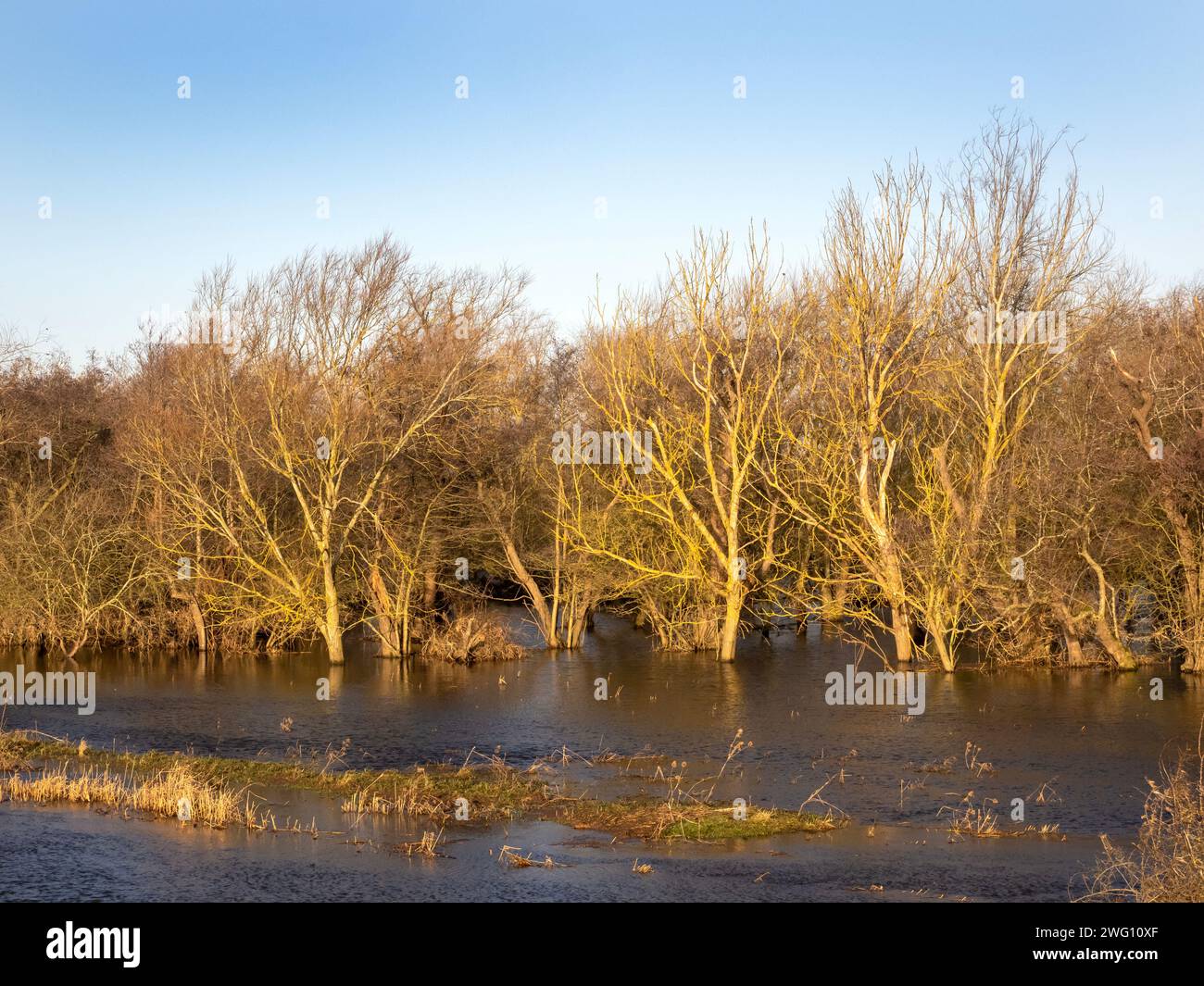 Flooded woodland on the Nene Washes in Cambridgeshire, UK Stock Photo ...