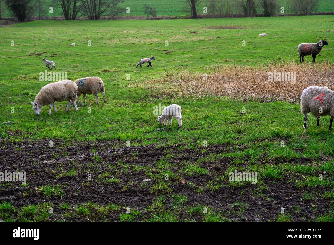 Flock lambs in field on hi-res stock photography and images - Alamy