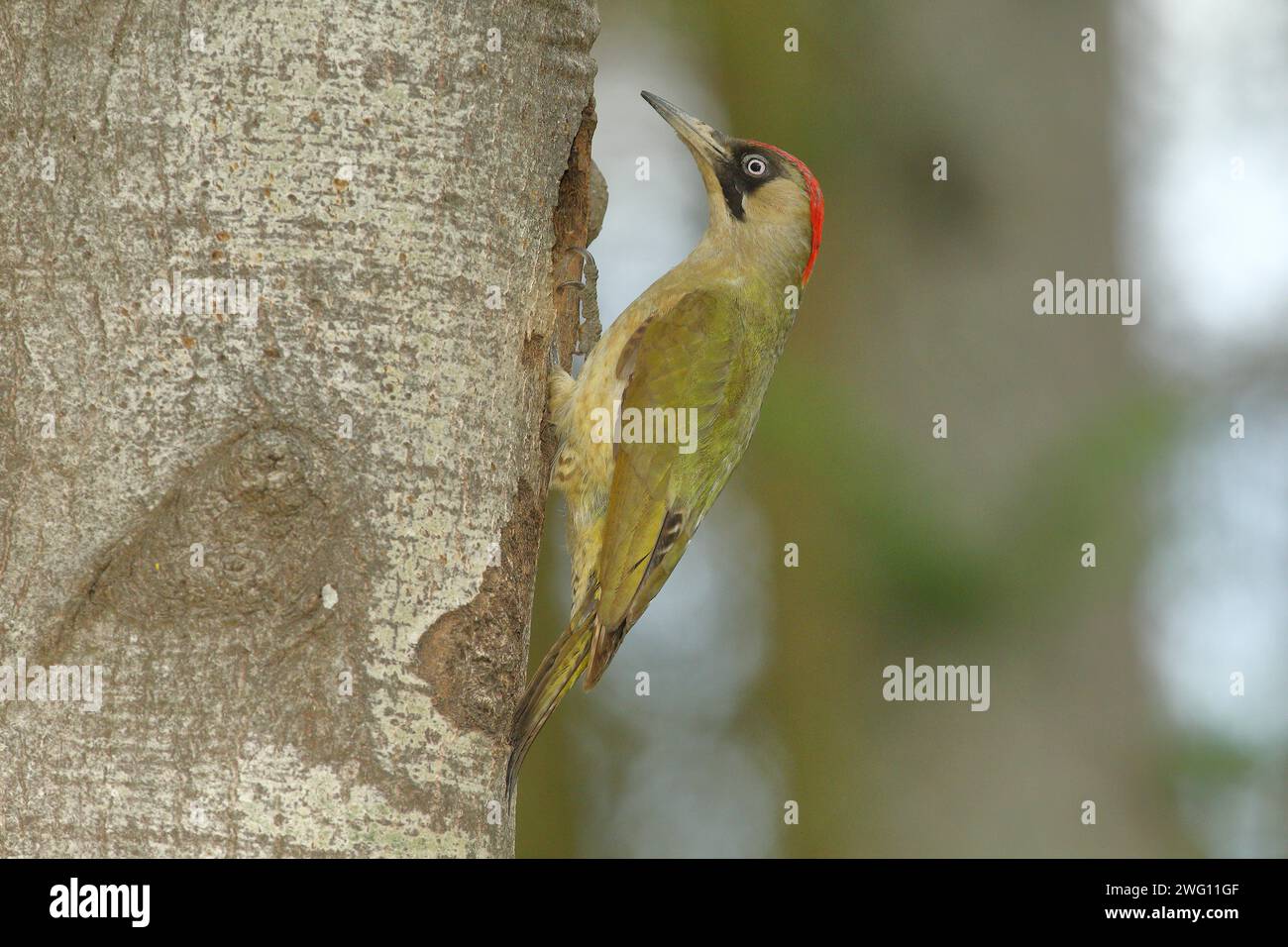 European green woodpecker (Picus viridis) male at the breeding den ...