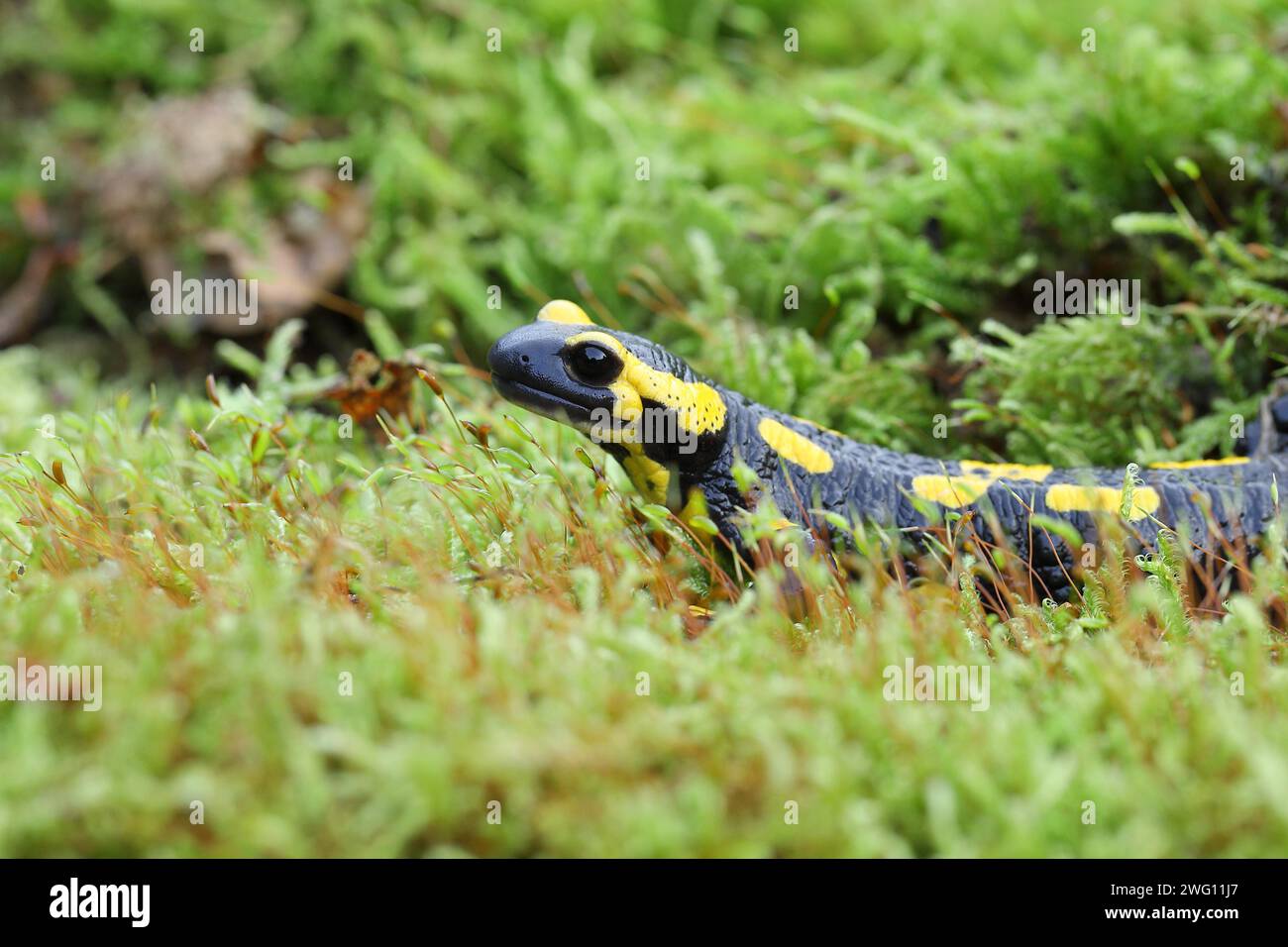 Fire salamander (Salamandra salamandra), running over moss, Wildlife ...
