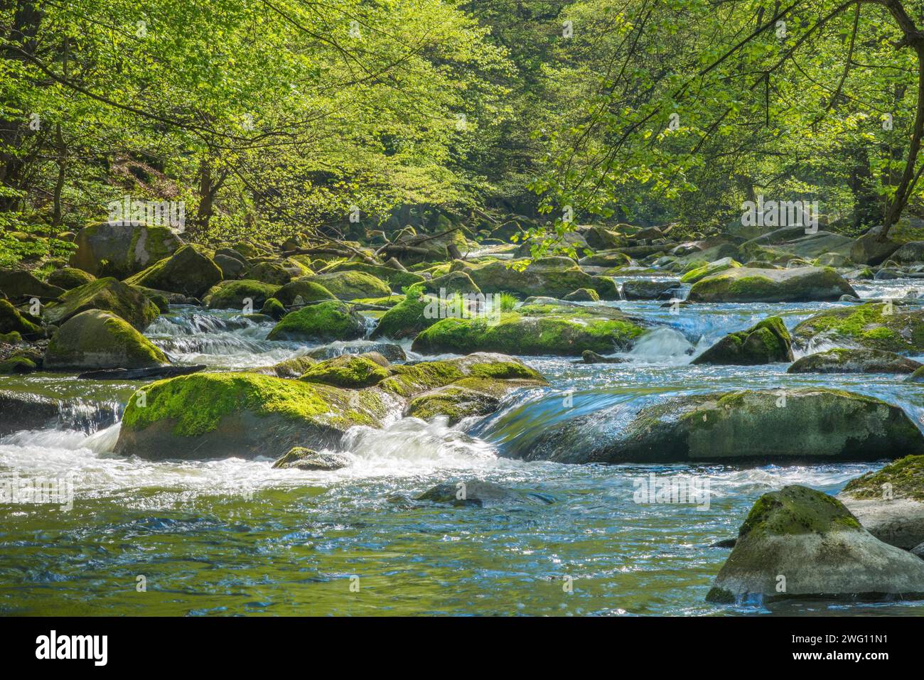 Clear mountain river Bode with green vegetation and sunlit stones ...