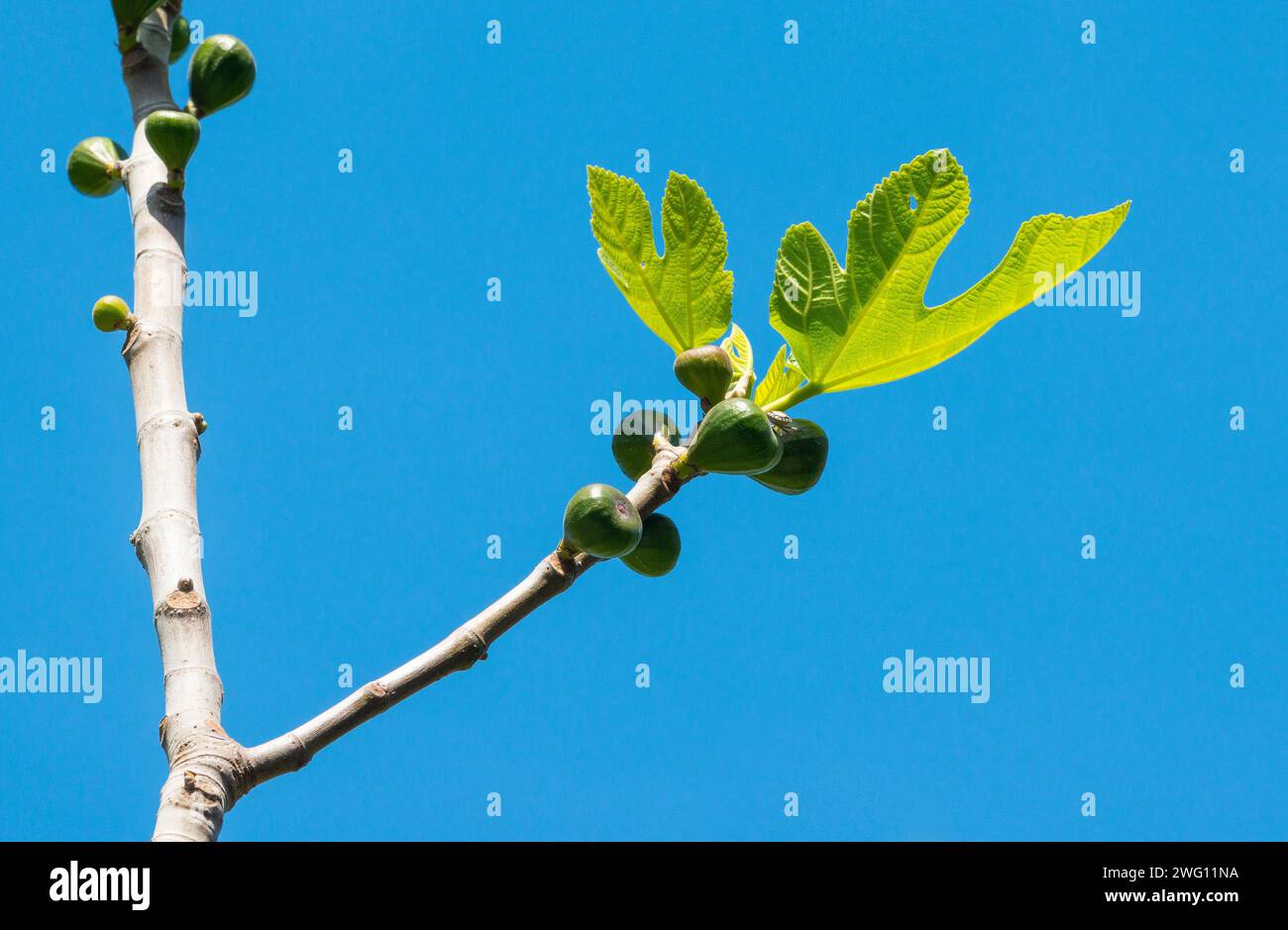 Young fig branch with fresh, green leaves and small figs, real fig ...