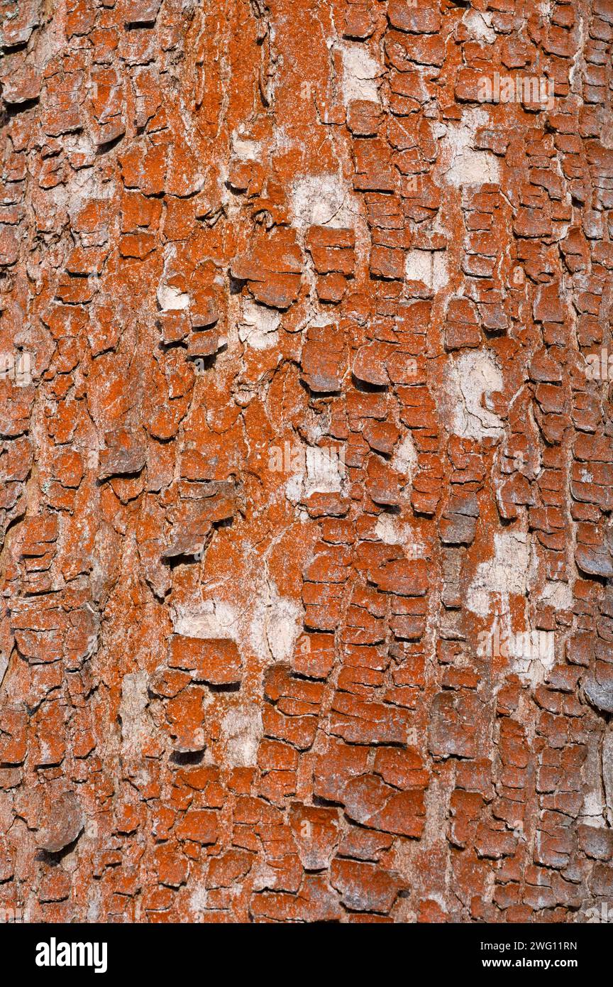 Tree with red bark, bark, green algae (Trentepohlia aurea), Thuringia ...