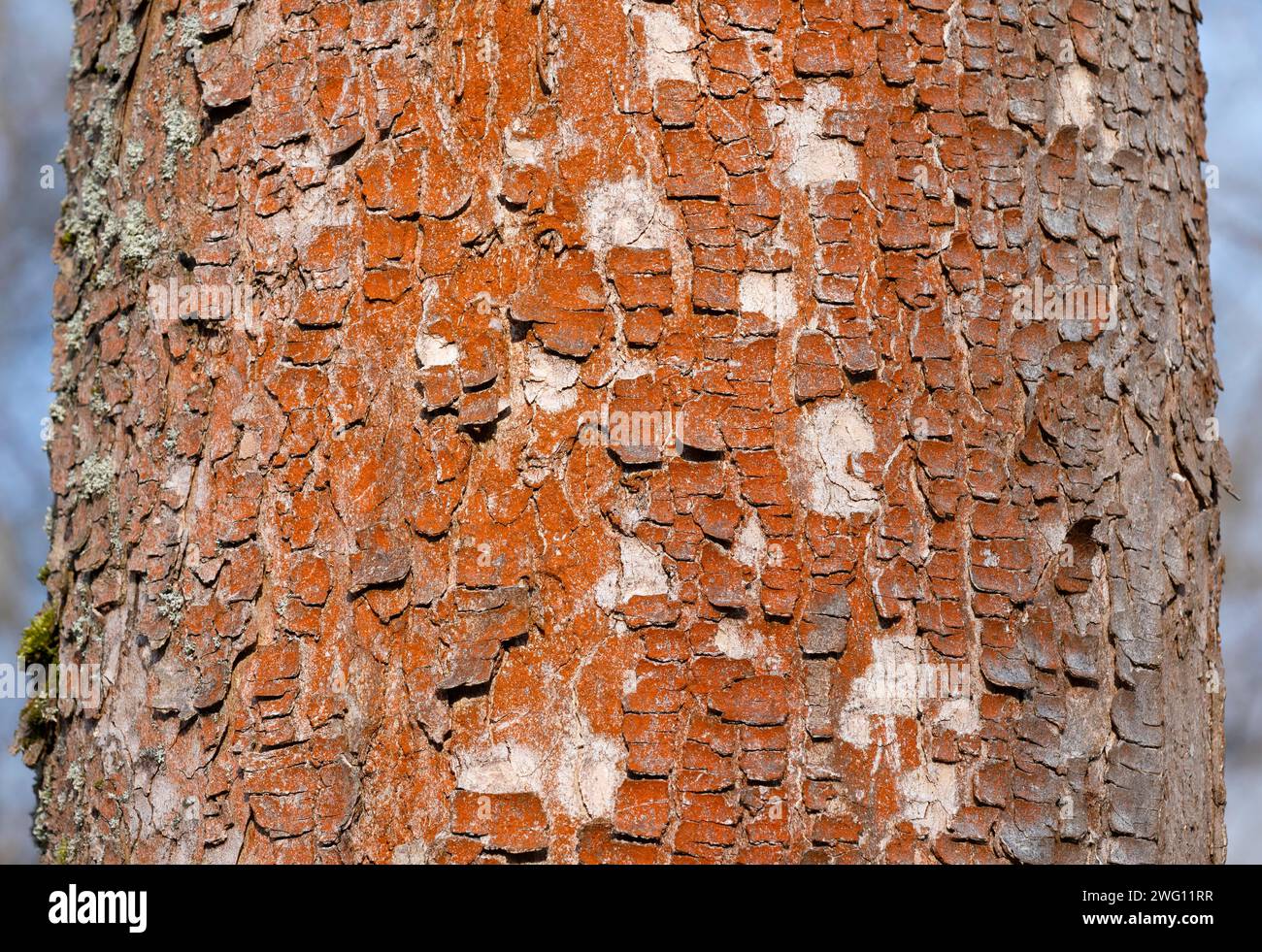 Tree with red bark, bark, green algae (Trentepohlia aurea), Thuringia ...