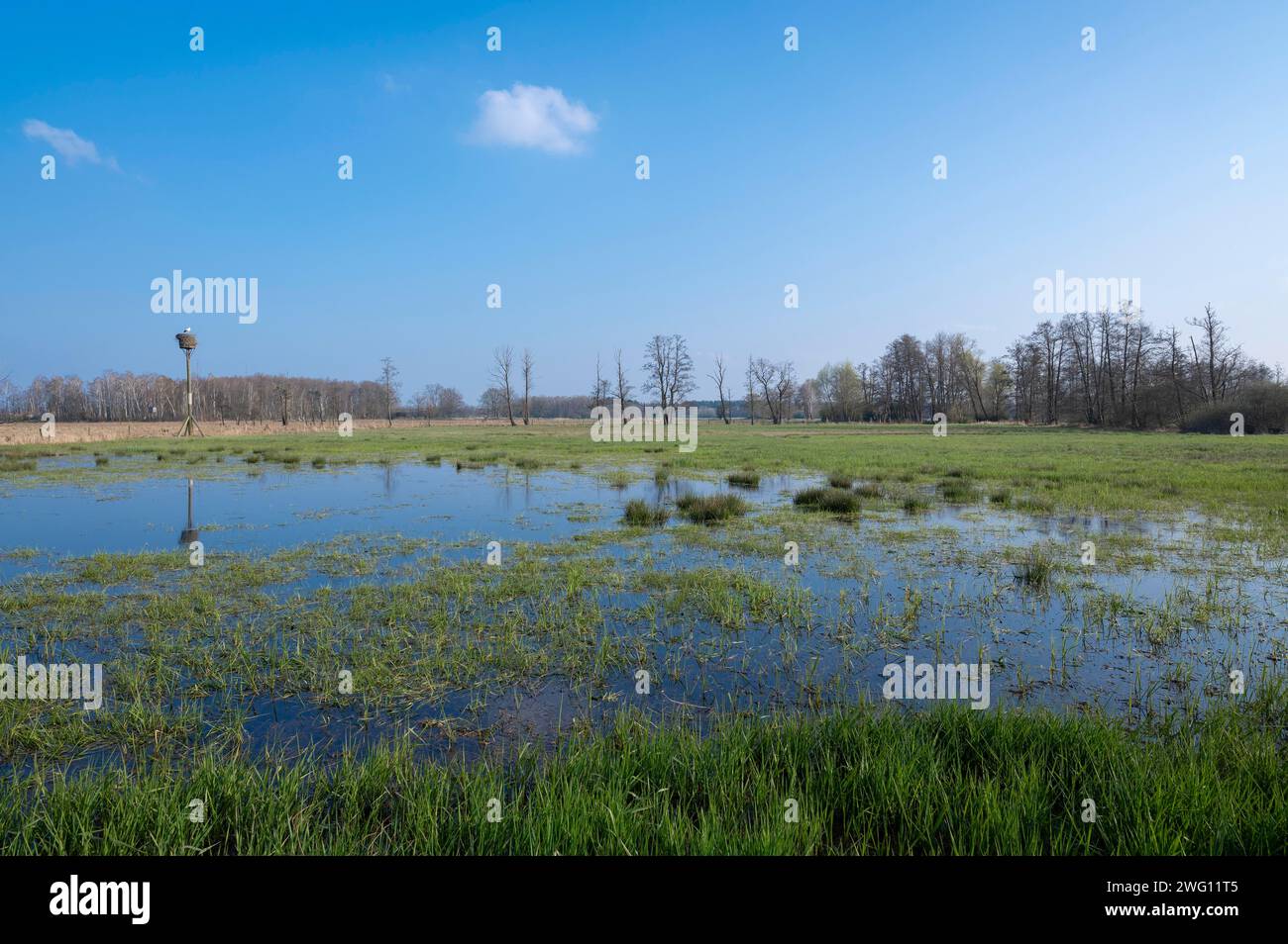 Wetland, flooded meadows, Barnbruchswiesen and Ilkerbruch nature ...