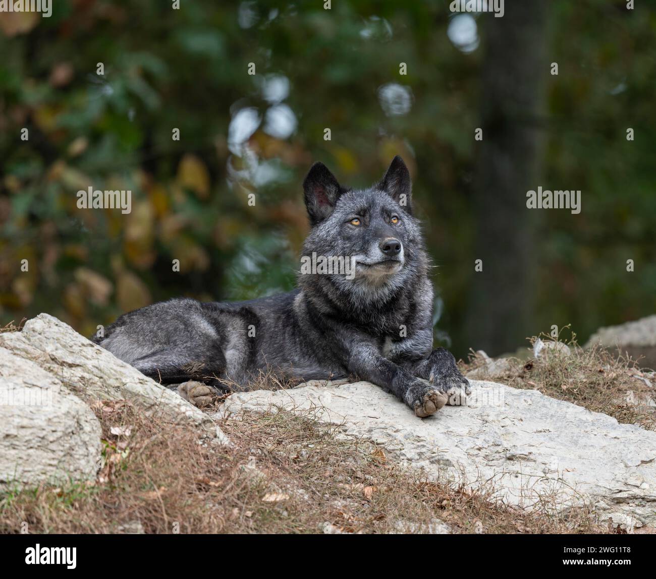 Gray wolf (Canis lupus) lying on a rock and looking attentively ...