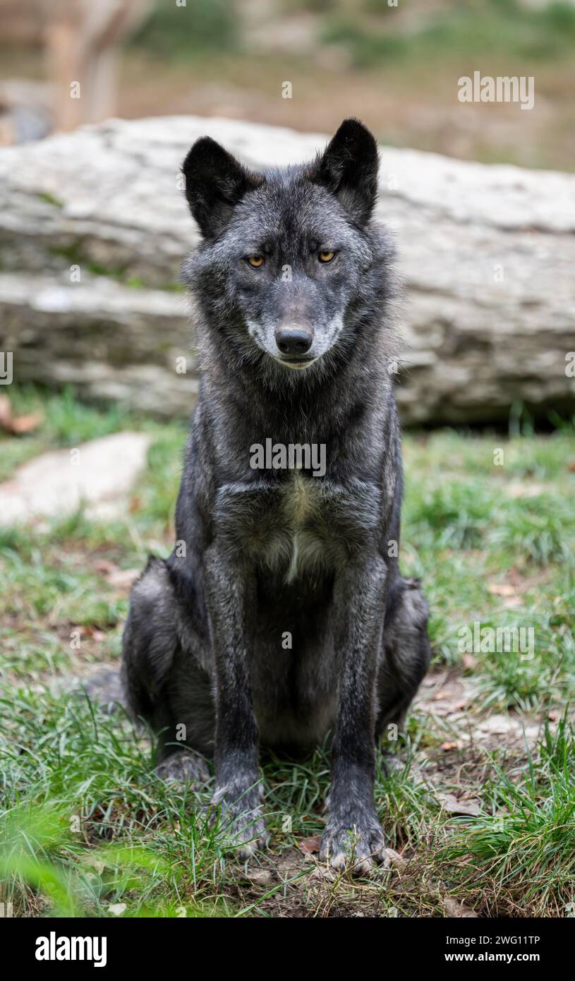 Gray wolf (Canis lupus) sits on its hind legs and looks attentively ...