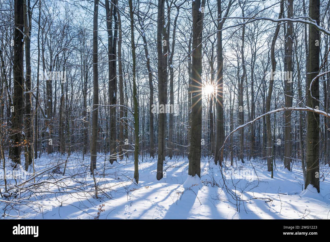 Deciduous forest in winter, snow, sun star, Hainich National Park ...