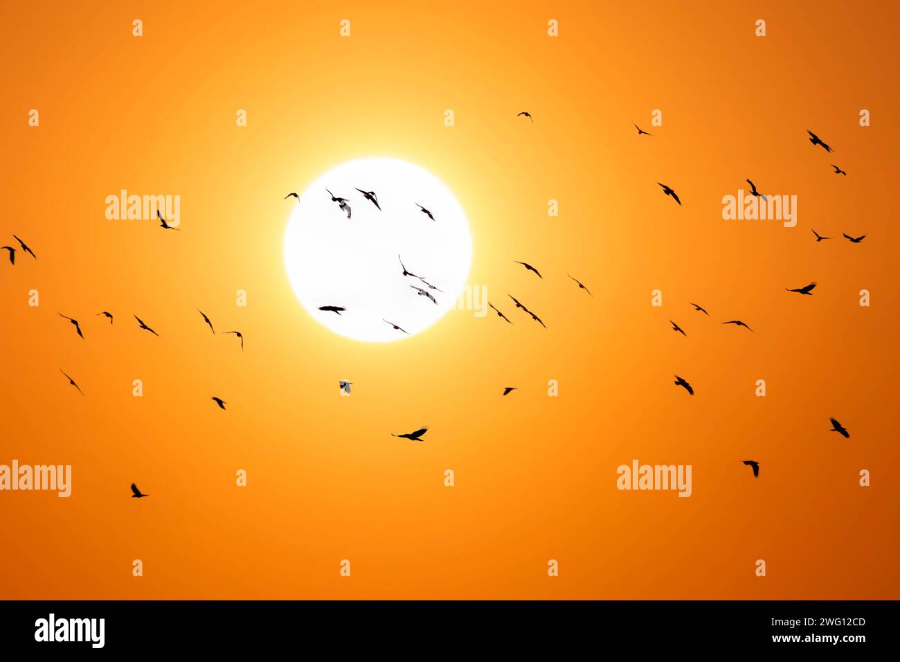 Flying crows in front of the sun, flock of birds, sunset, Baden ...