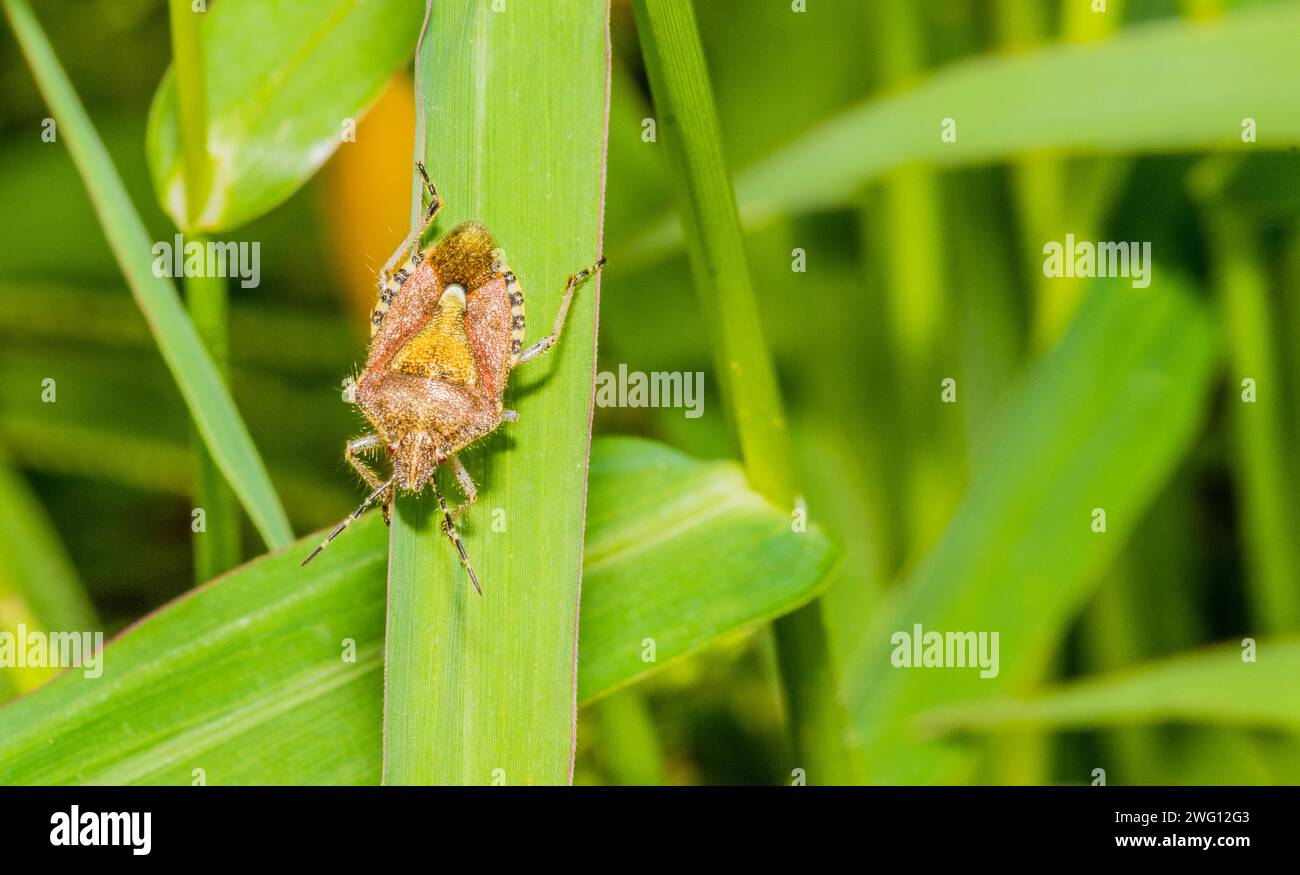 Close-up of a stink bug clinging to a green blade of grass Stock Photo ...