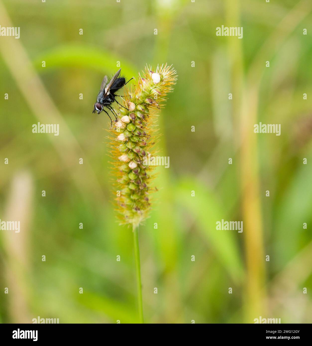 Black fly sitting on the tip of a grass spike with a green background ...