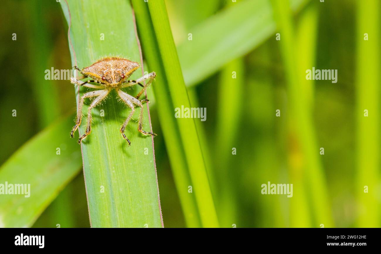 Narrow beetle hi-res stock photography and images - Alamy