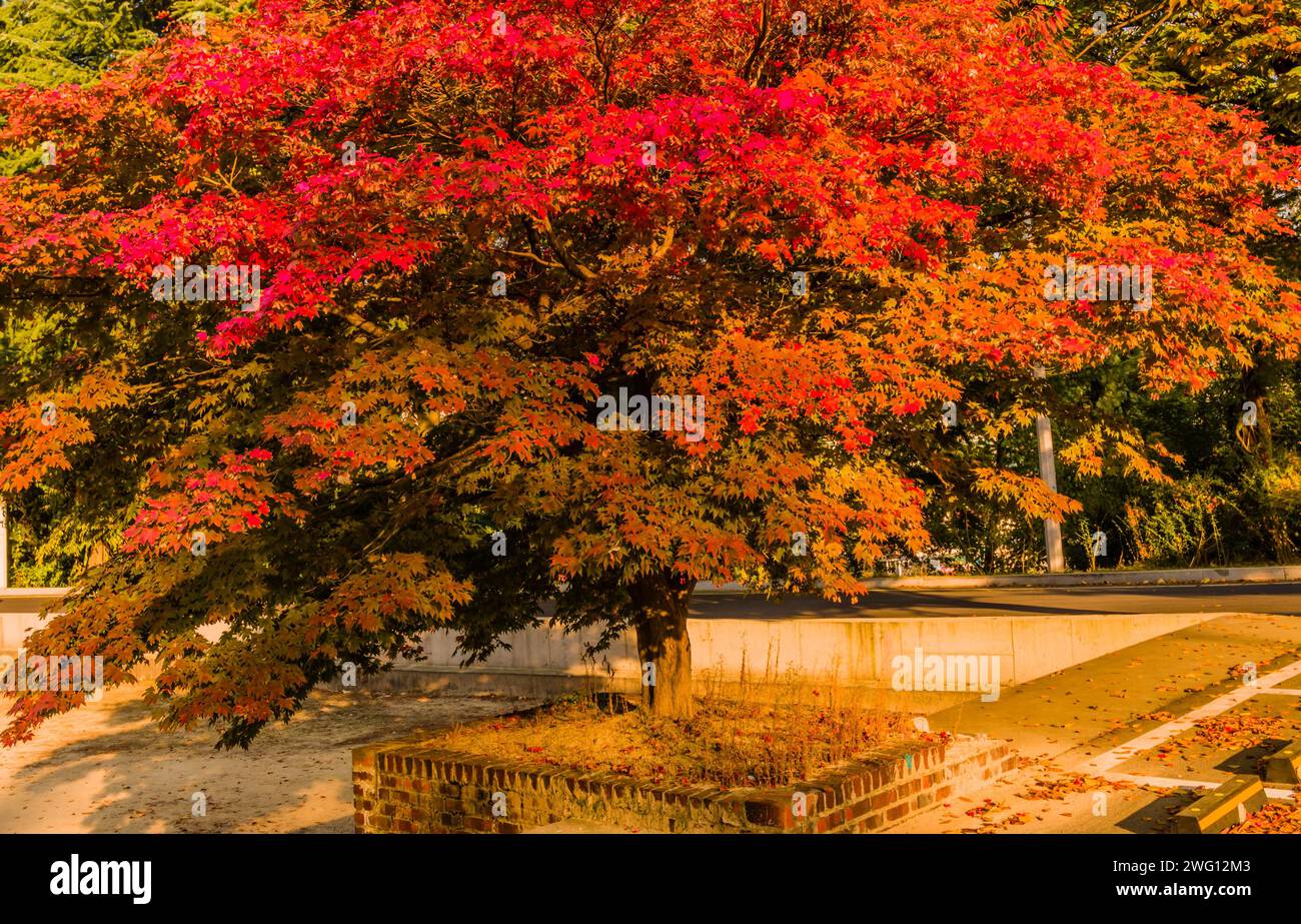 Large tree in fall colors of red and orange next to small road in South ...