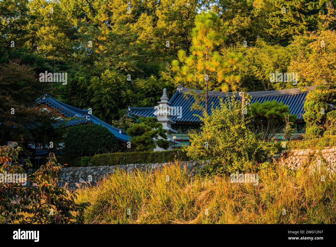 Korean stone pagoda in front of tiled roof buildings nestled in dense ...