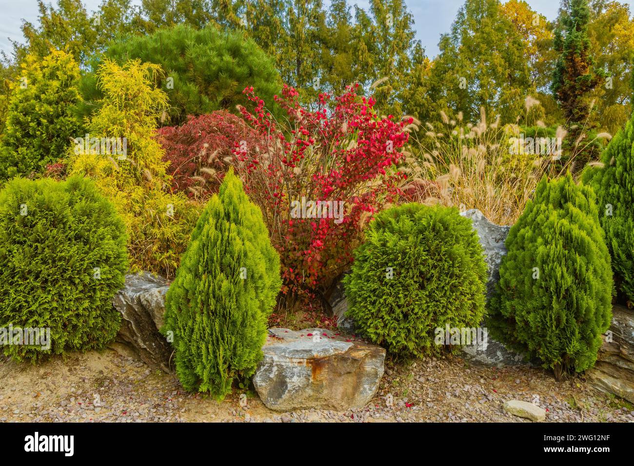 Little wheat grass hi-res stock photography and images - Alamy